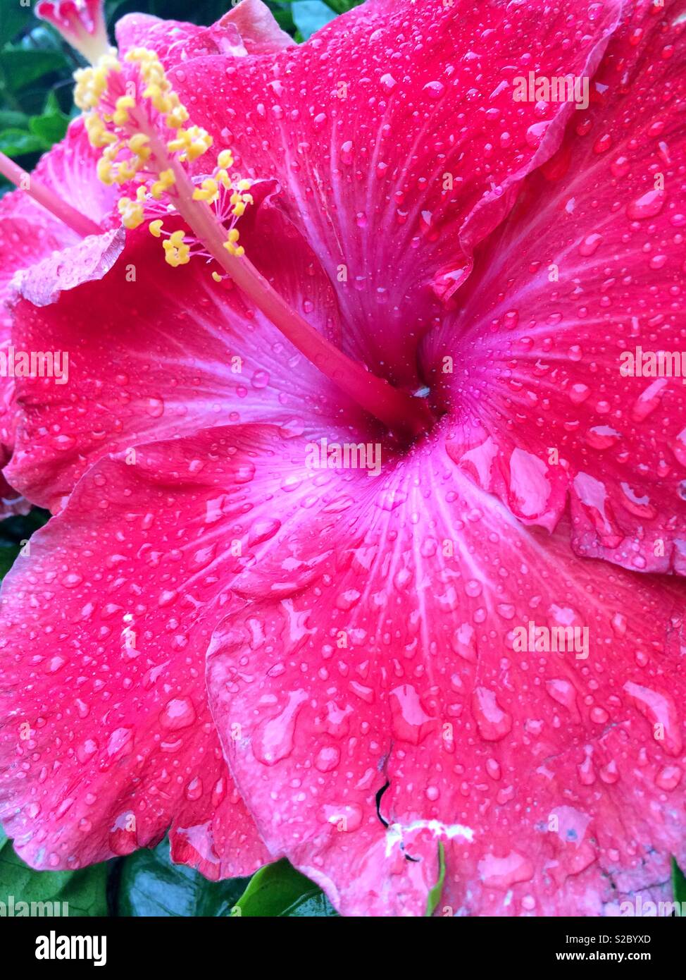 Pink Hibiscus 2 Stock Photo - Alamy