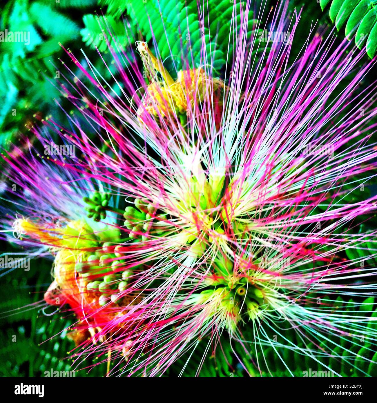 Powderpuff Tree High Resolution Stock Photography and Images - Alamy