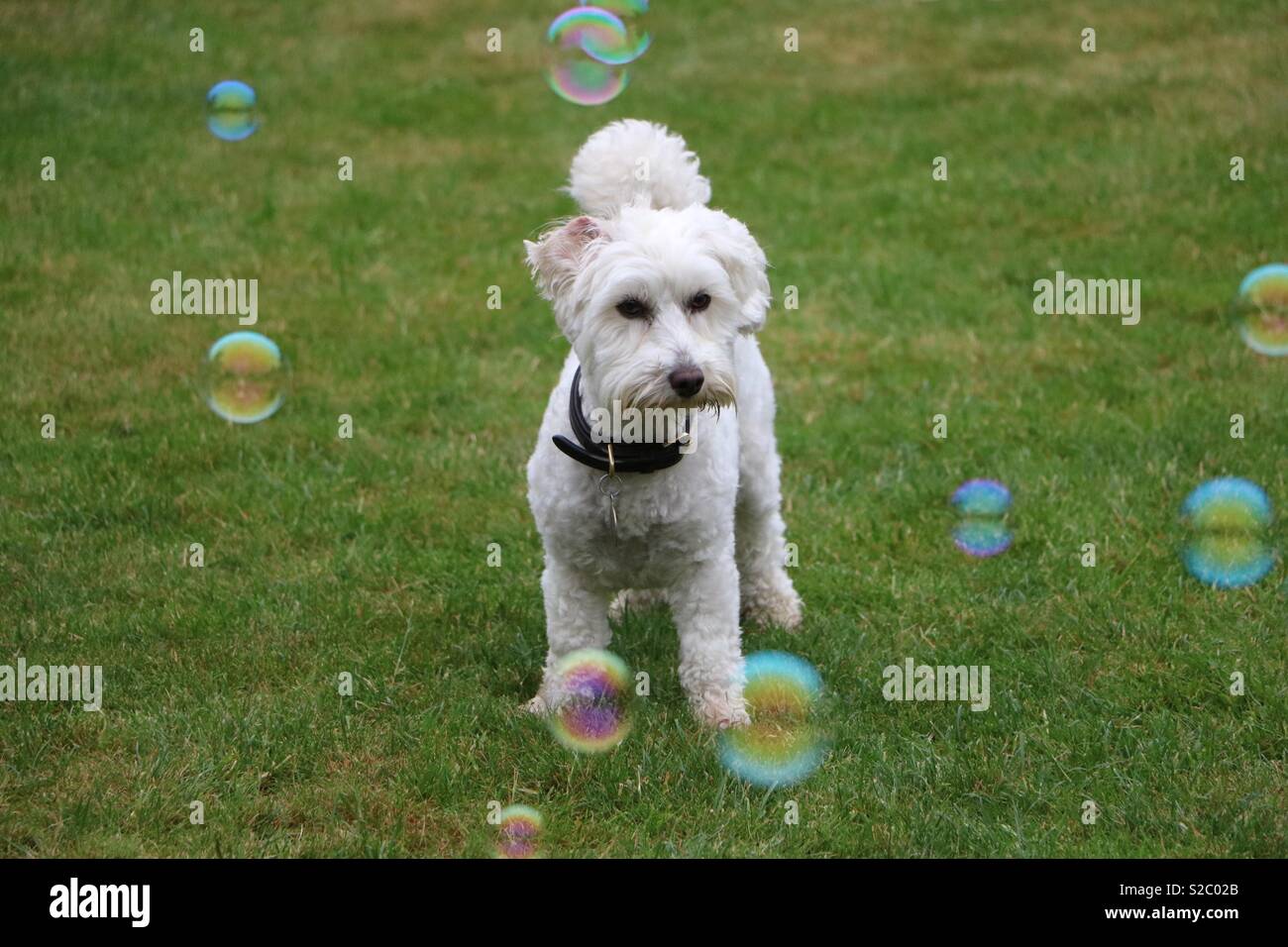 Dog playing at the garden hi-res stock photography and images - Alamy