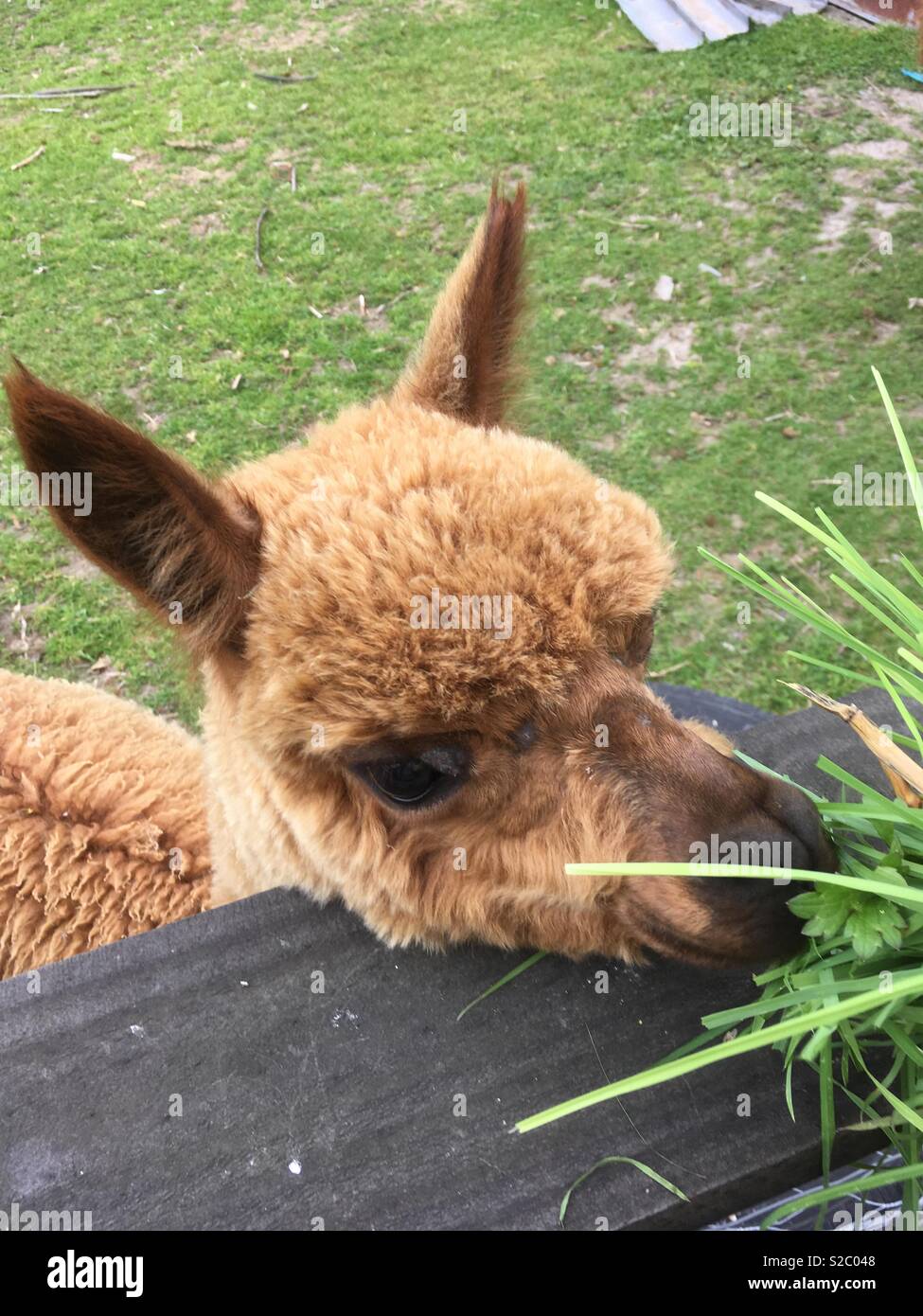 Lama head hi-res stock photography and images - Alamy