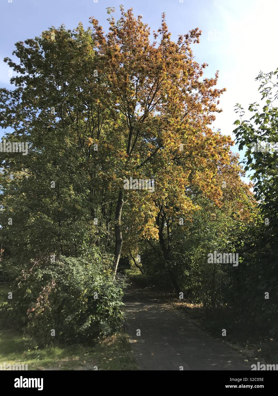 Path among trees Stock Photo - Alamy