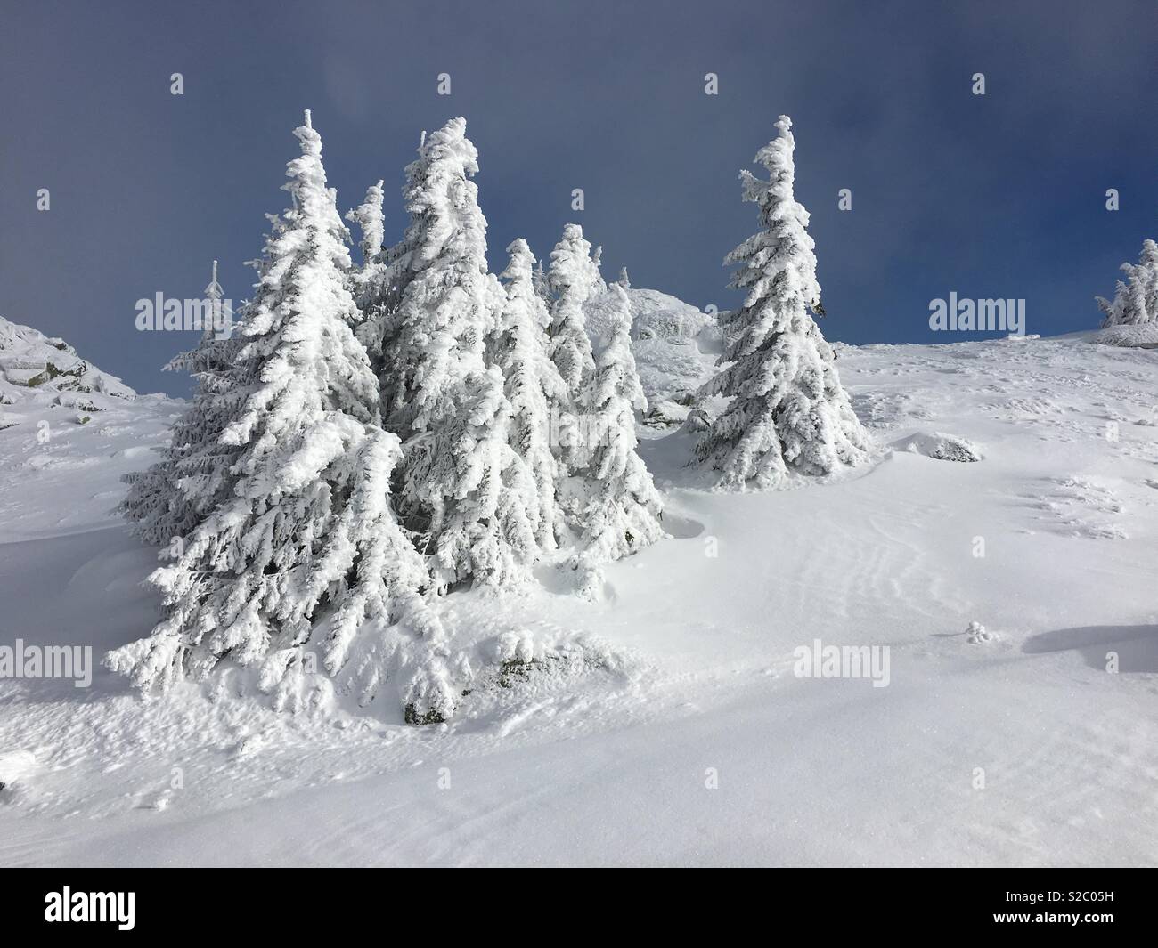 Landscape with group of snowy conifer trees on the cold winter sunny ...
