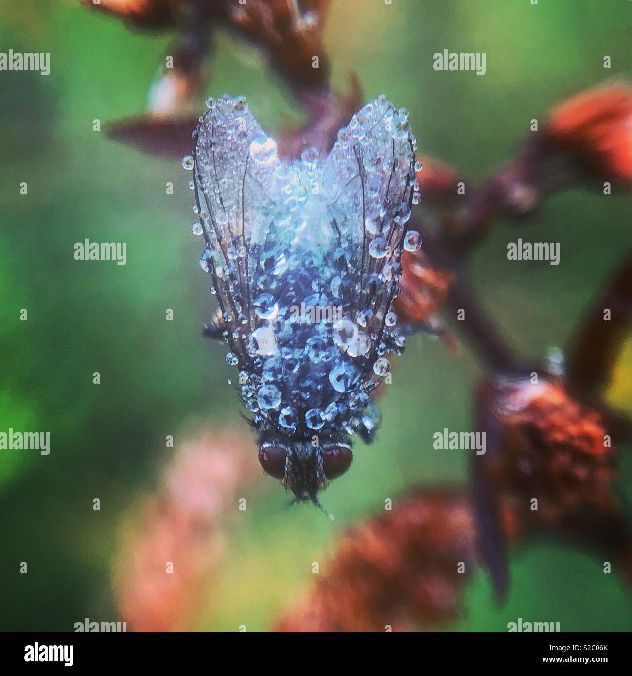 Morning fly hi-res stock photography and images - Alamy