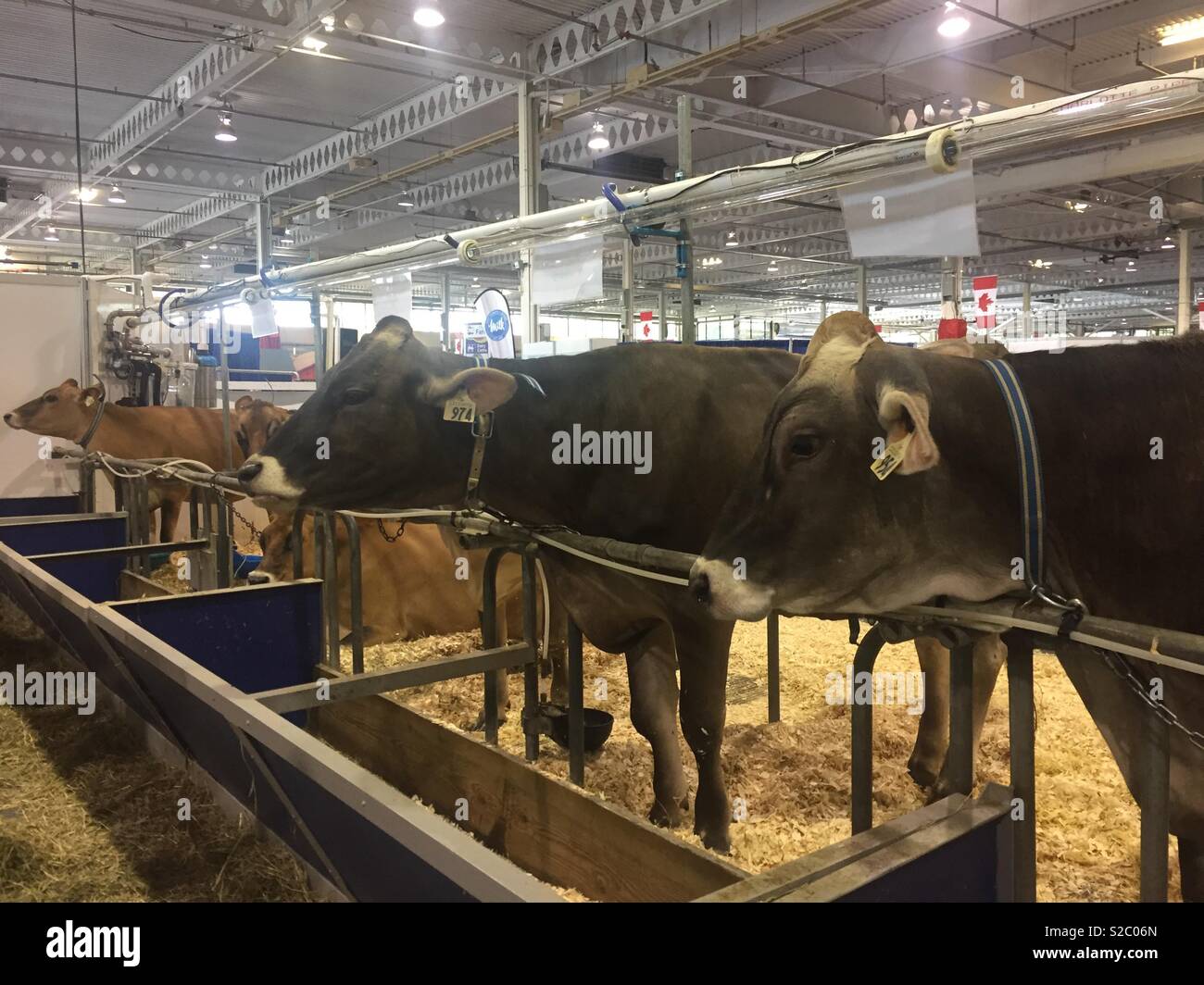 Cows at state fair hi-res stock photography and images - Alamy