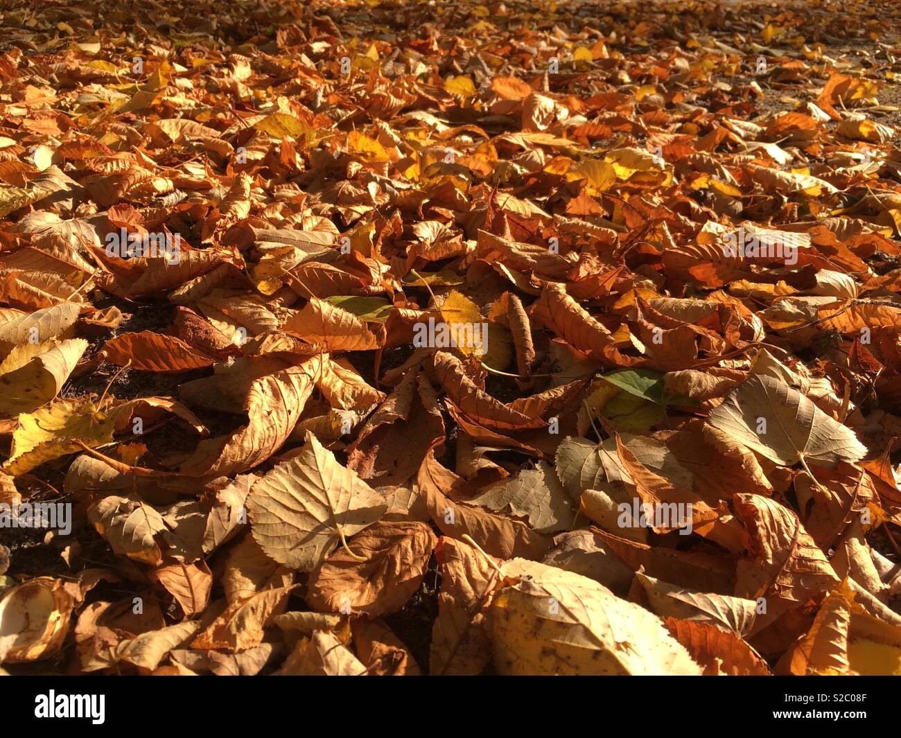 Sad leaves hi-res stock photography and images - Alamy