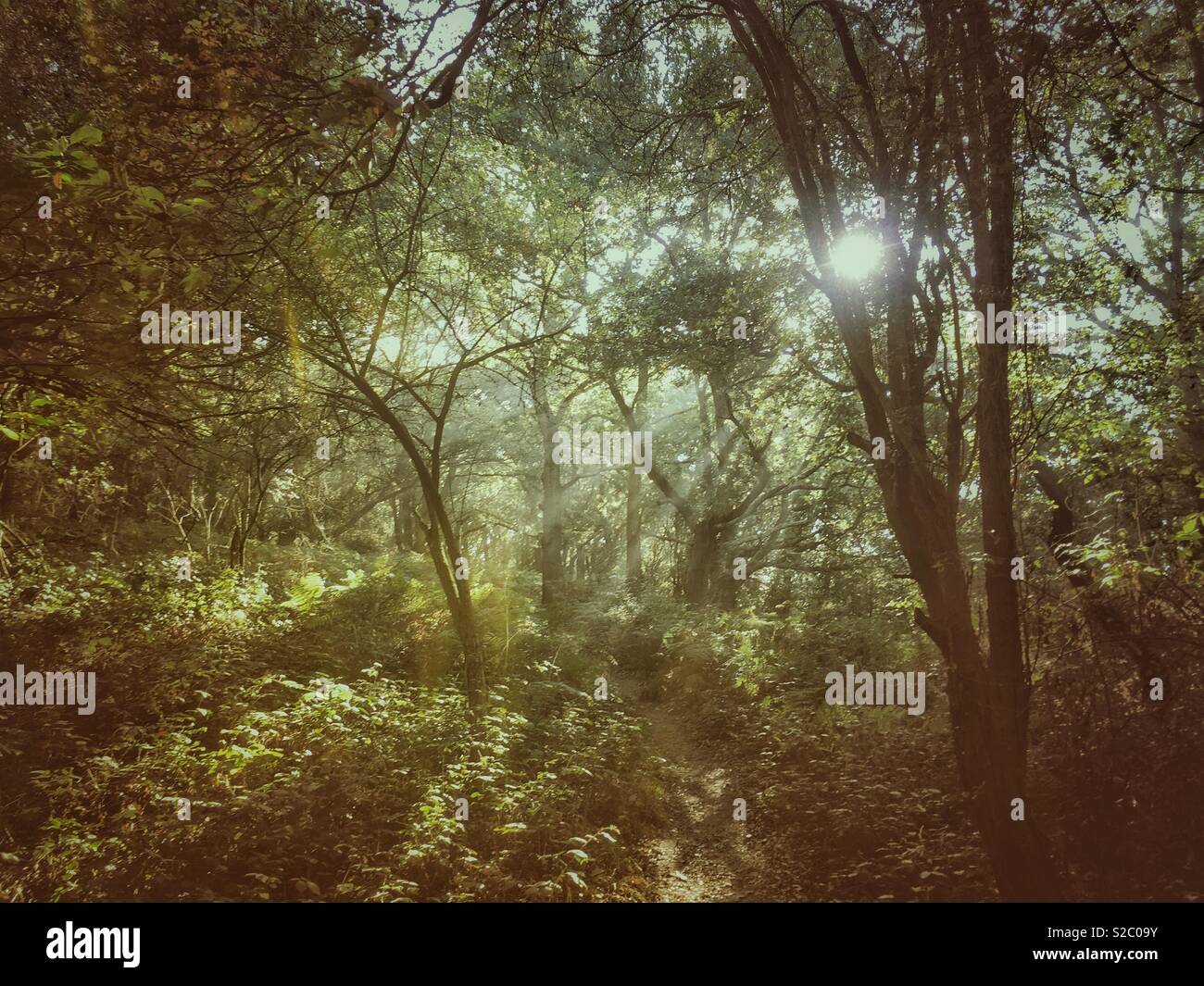 Dappled sunlight shining through trees hi-res stock photography and ...