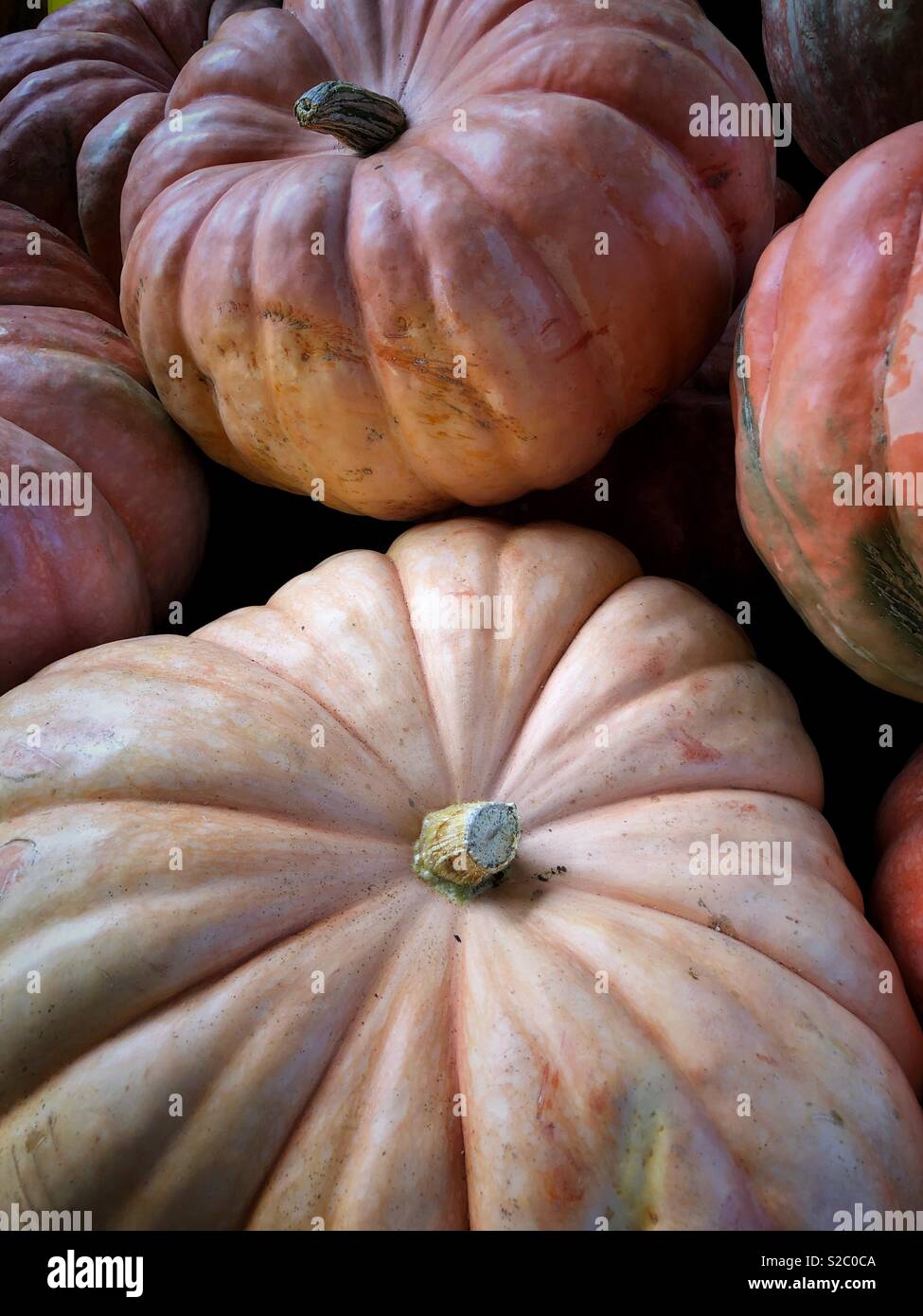 American tondo pumpkins hi-res stock photography and images - Alamy