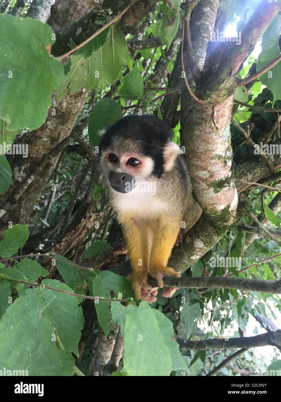 holiday france #zoo #monkeys Stock Photo - Alamy