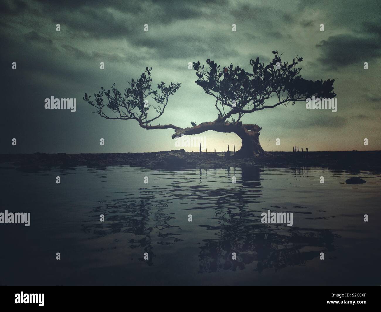 Tree of Balance Stock Photo - Alamy