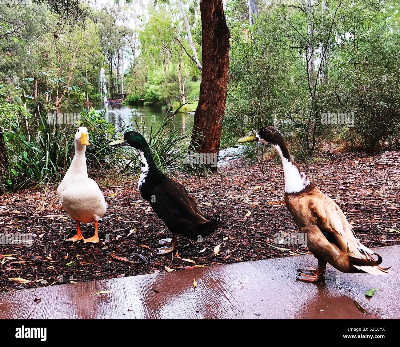 Three trio hi-res stock photography and images - Alamy