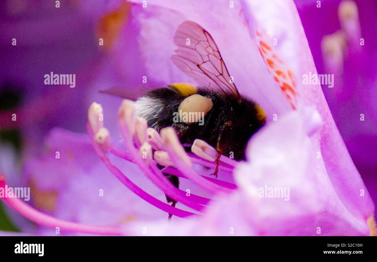 Bee with pollen sack Stock Photo - Alamy