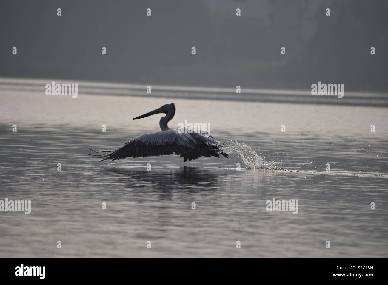 Bird Takeoff High Resolution Stock Photography and Images - Alamy