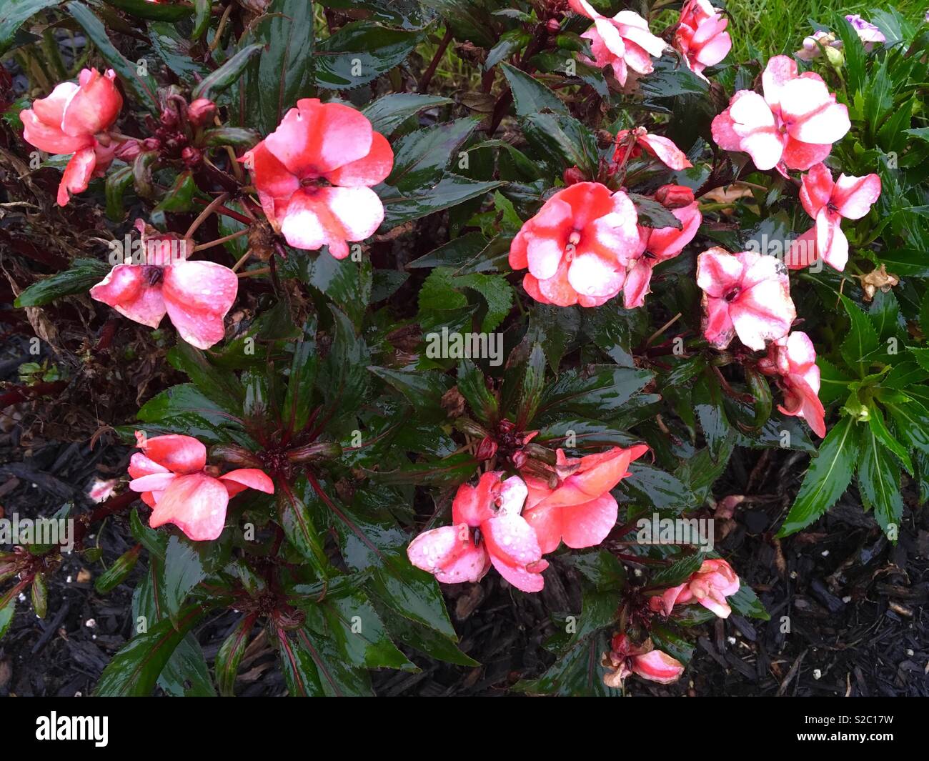 Impatients hi-res stock photography and images - Alamy