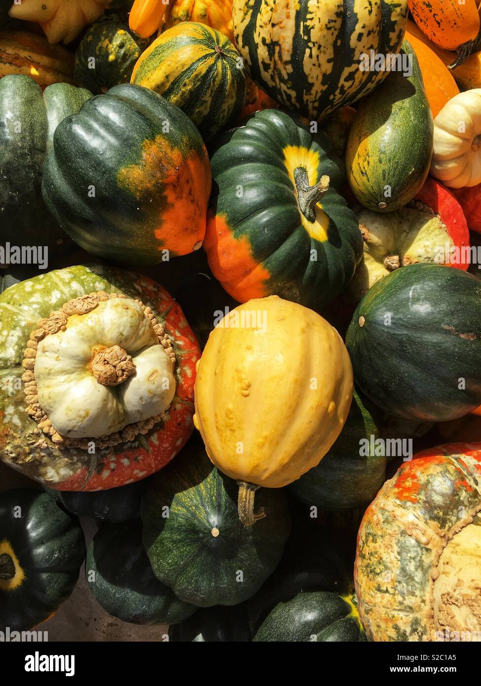 Pumpkins and squash Stock Photo - Alamy