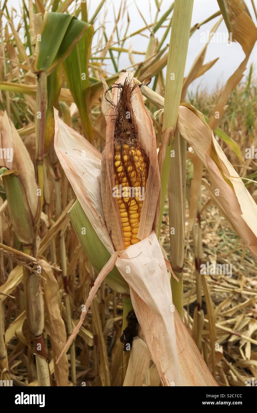 Corn still on stalk with open husk Stock Photo - Alamy