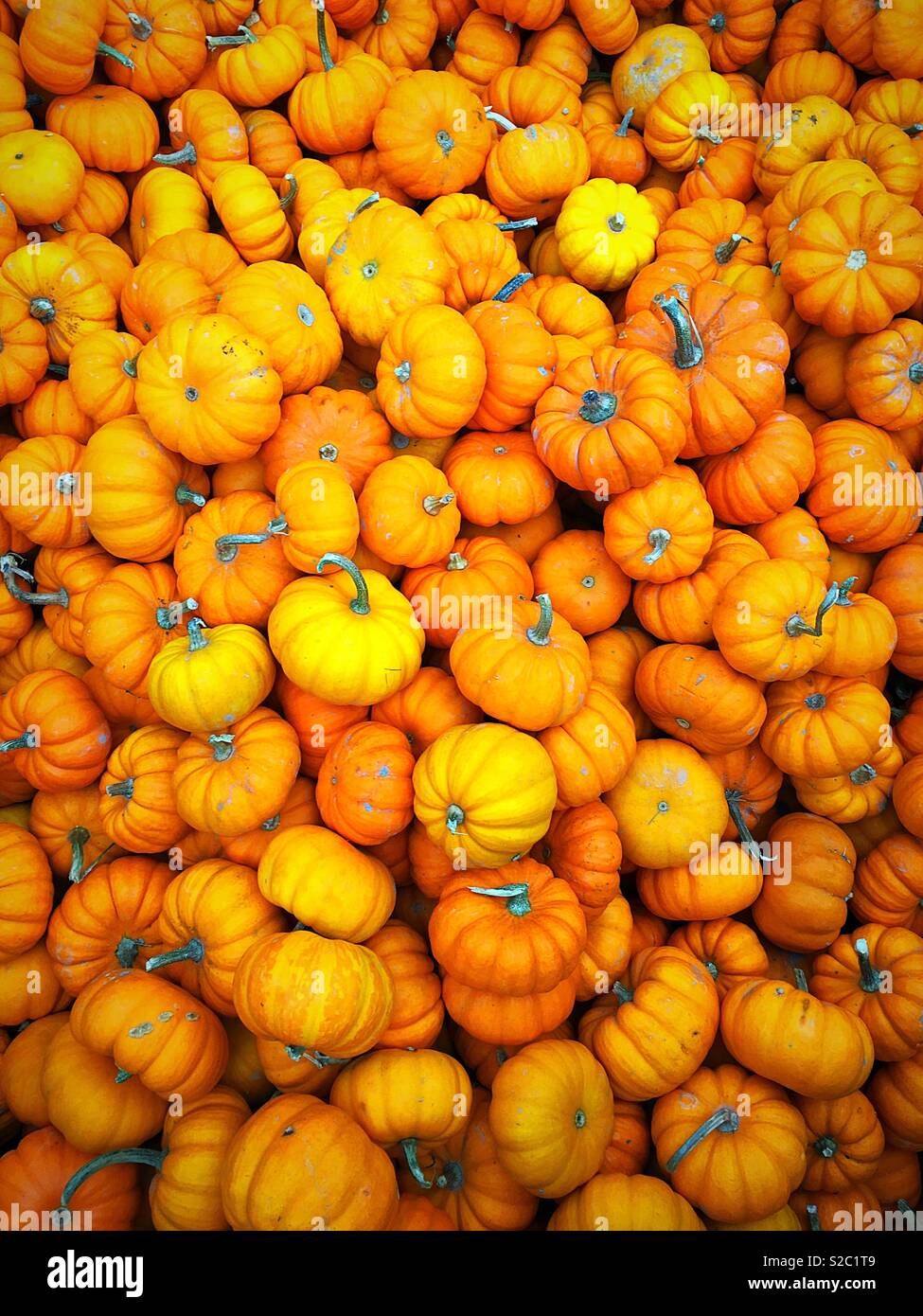 A lot of small pumpkins arranged together on a display Stock Photo - Alamy