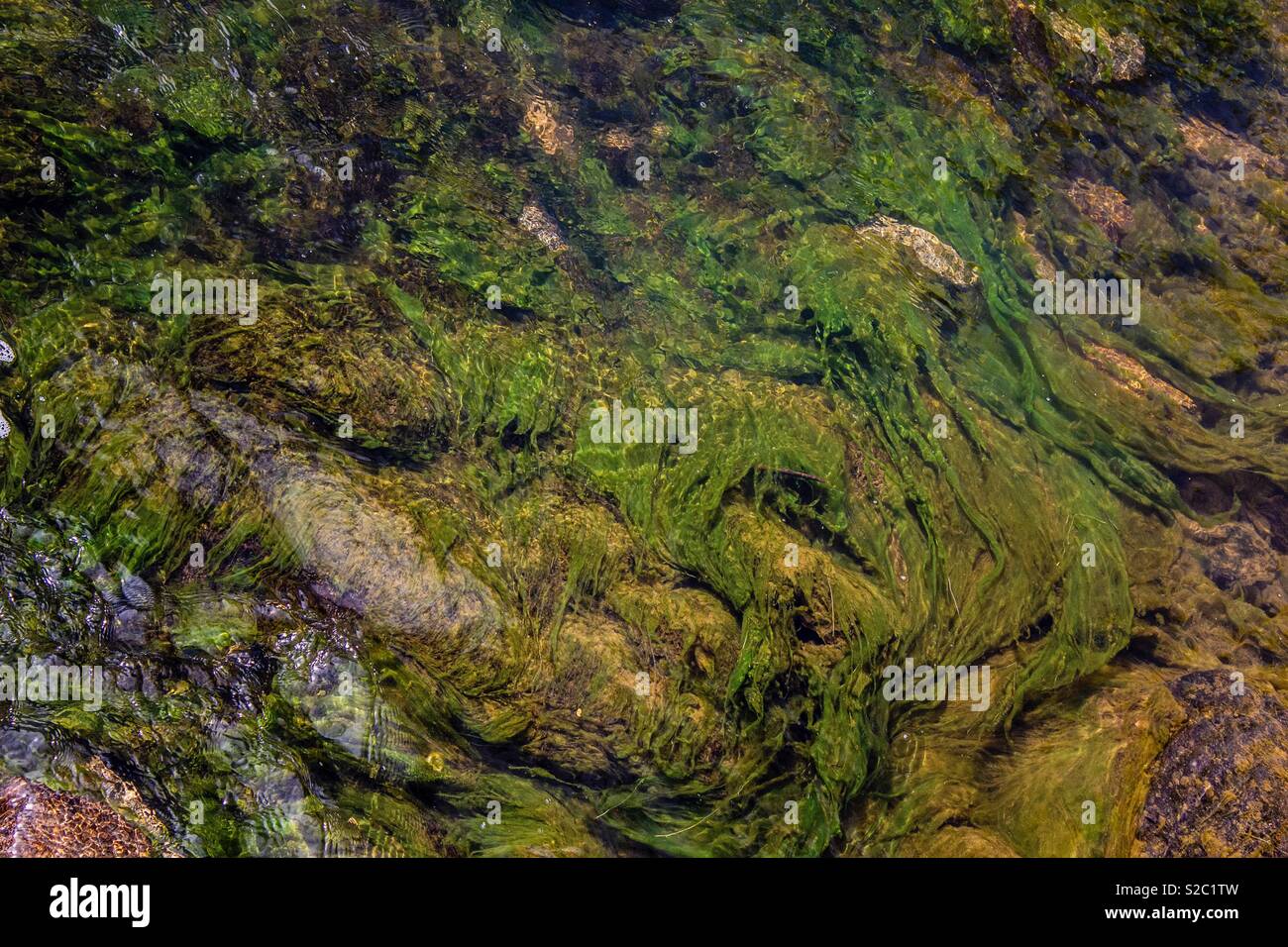 Algae in the water Stock Photo - Alamy
