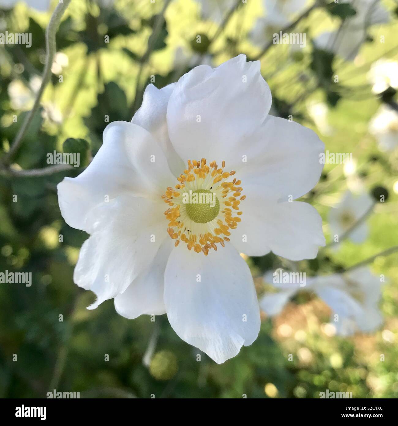 White anemone autumn hi-res stock photography and images - Alamy