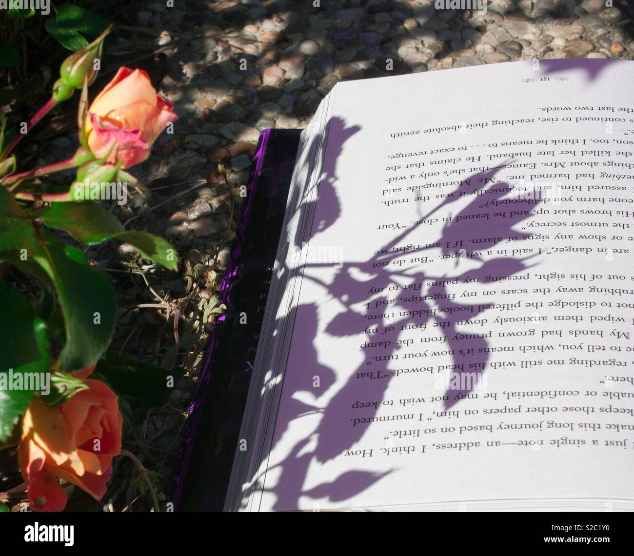 Rose with shadow on book Stock Photo - Alamy