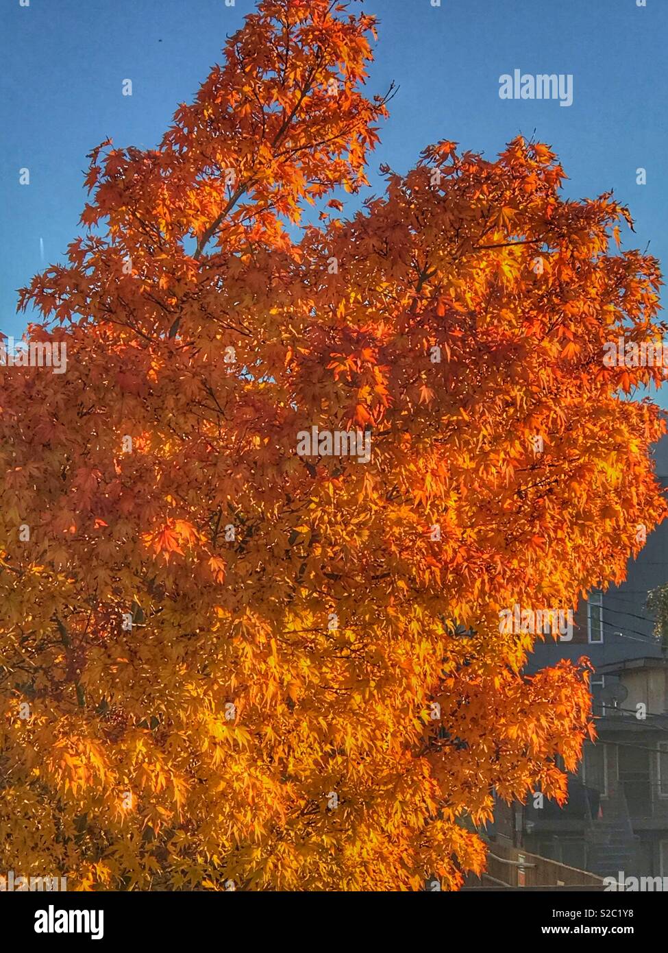 Lots of fall color in the orange and yellow leaves on the tree Stock ...