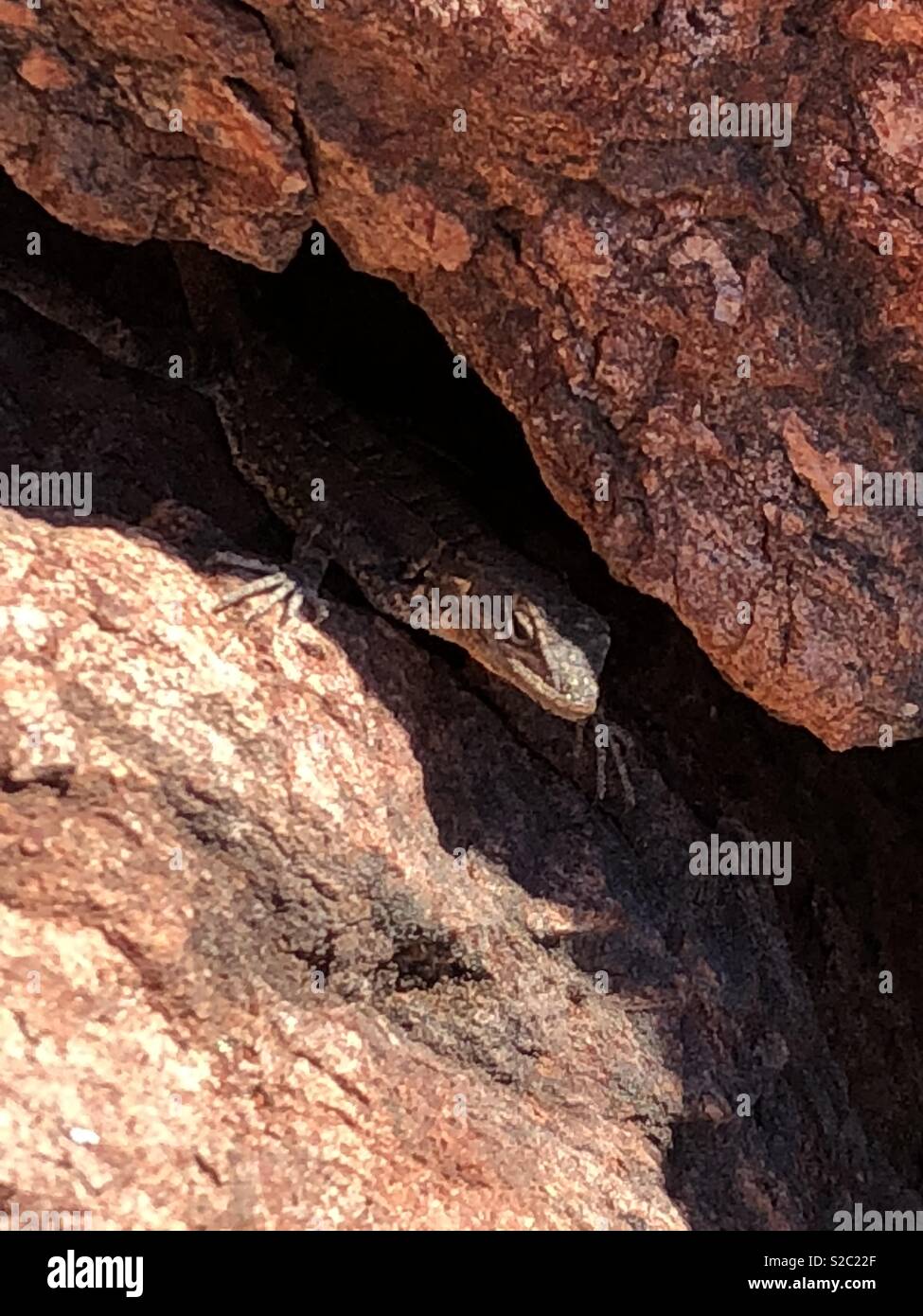 River lizard hi-res stock photography and images - Alamy