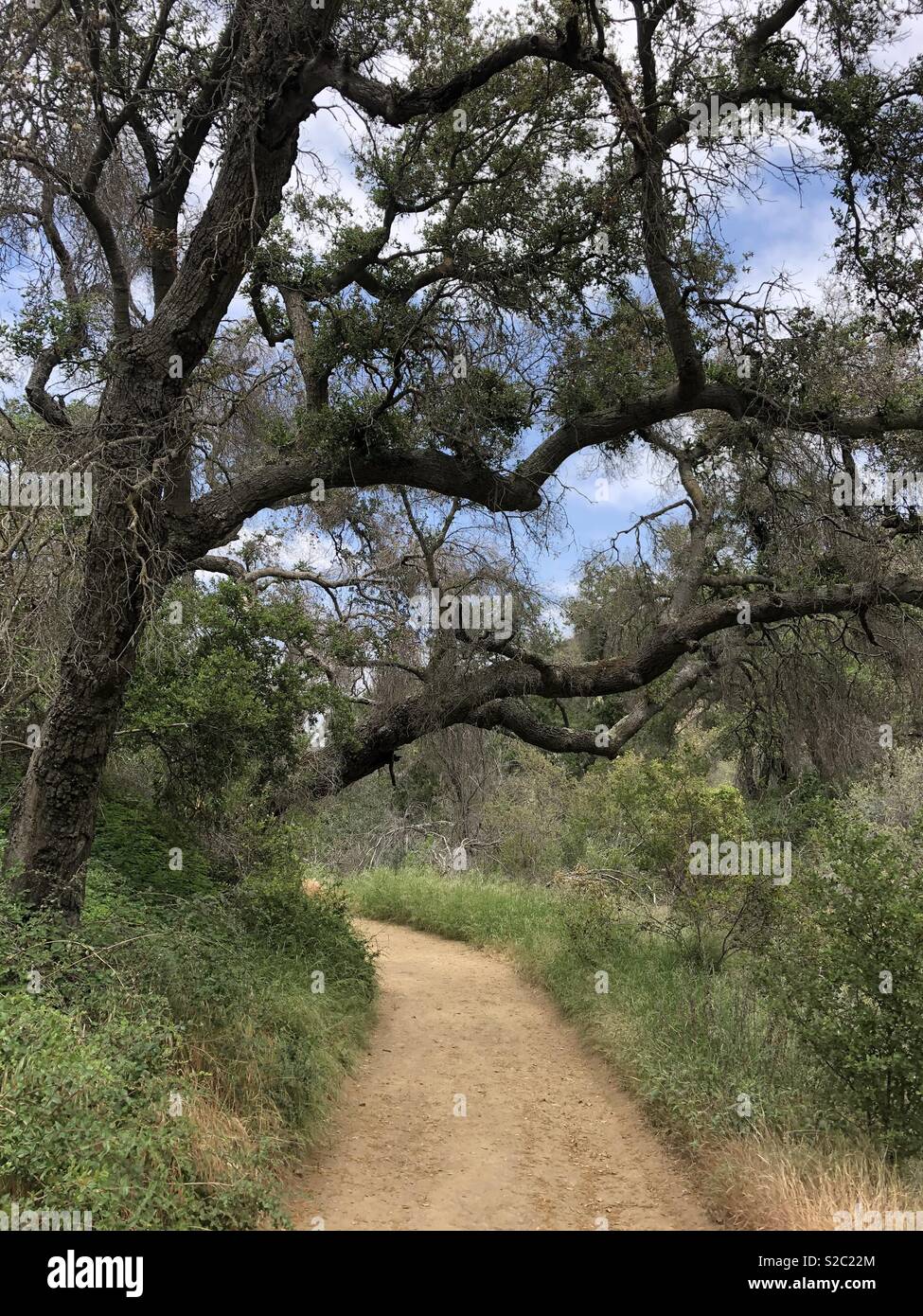 Trail with oak trees hi-res stock photography and images - Alamy