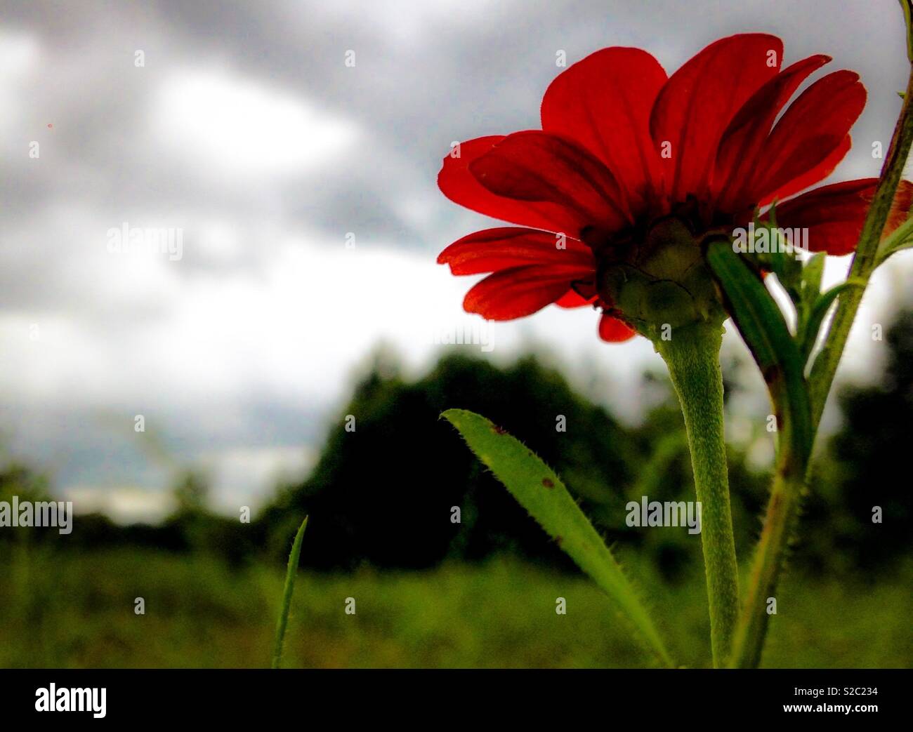Translucent petals hi-res stock photography and images - Alamy