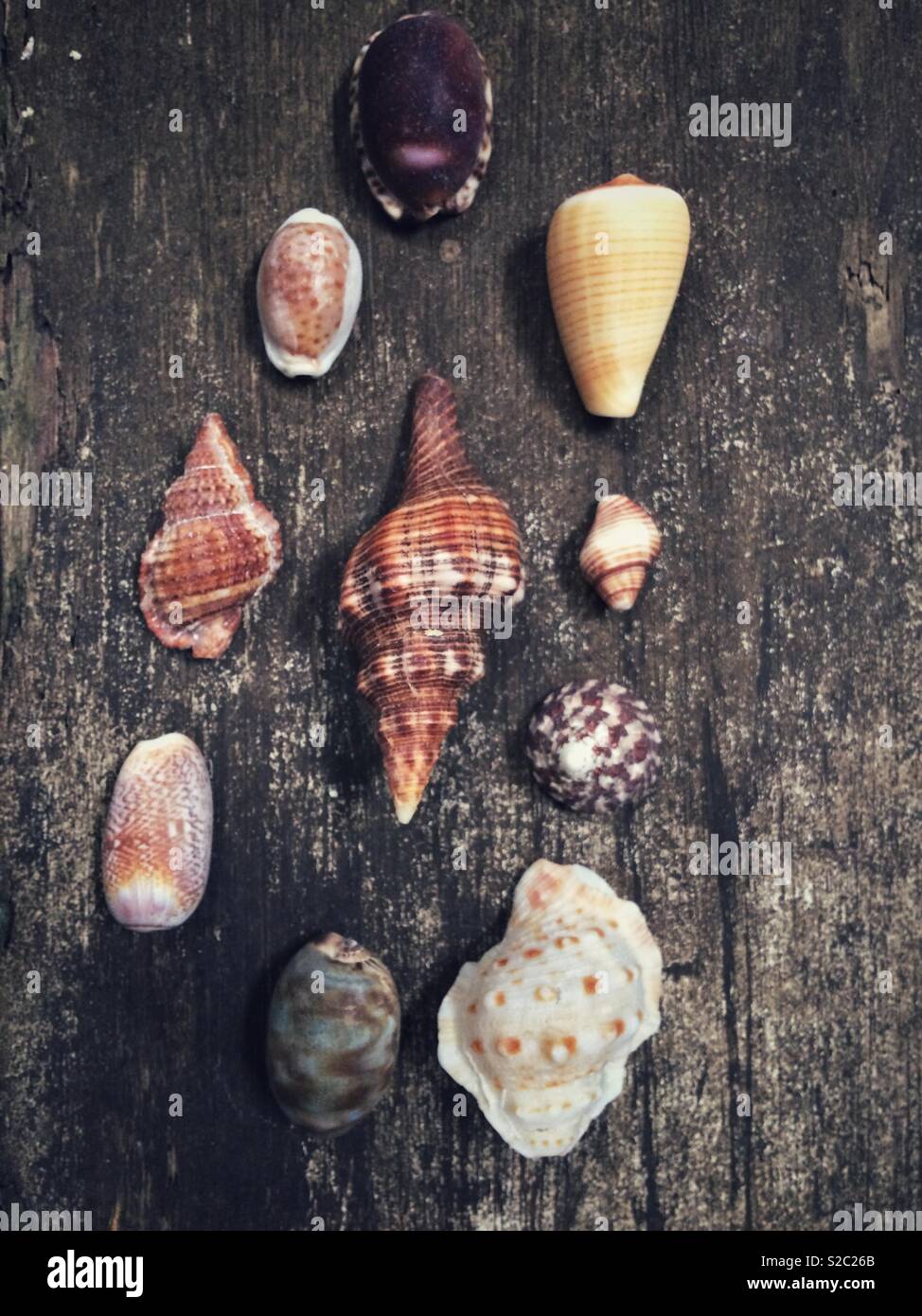 The Sea Treasures Stock Photo - Alamy