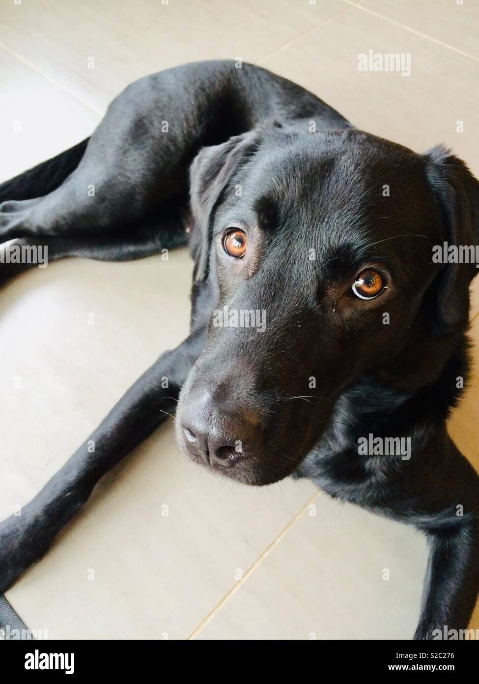 Labrador lying down looking up Stock Photo - Alamy