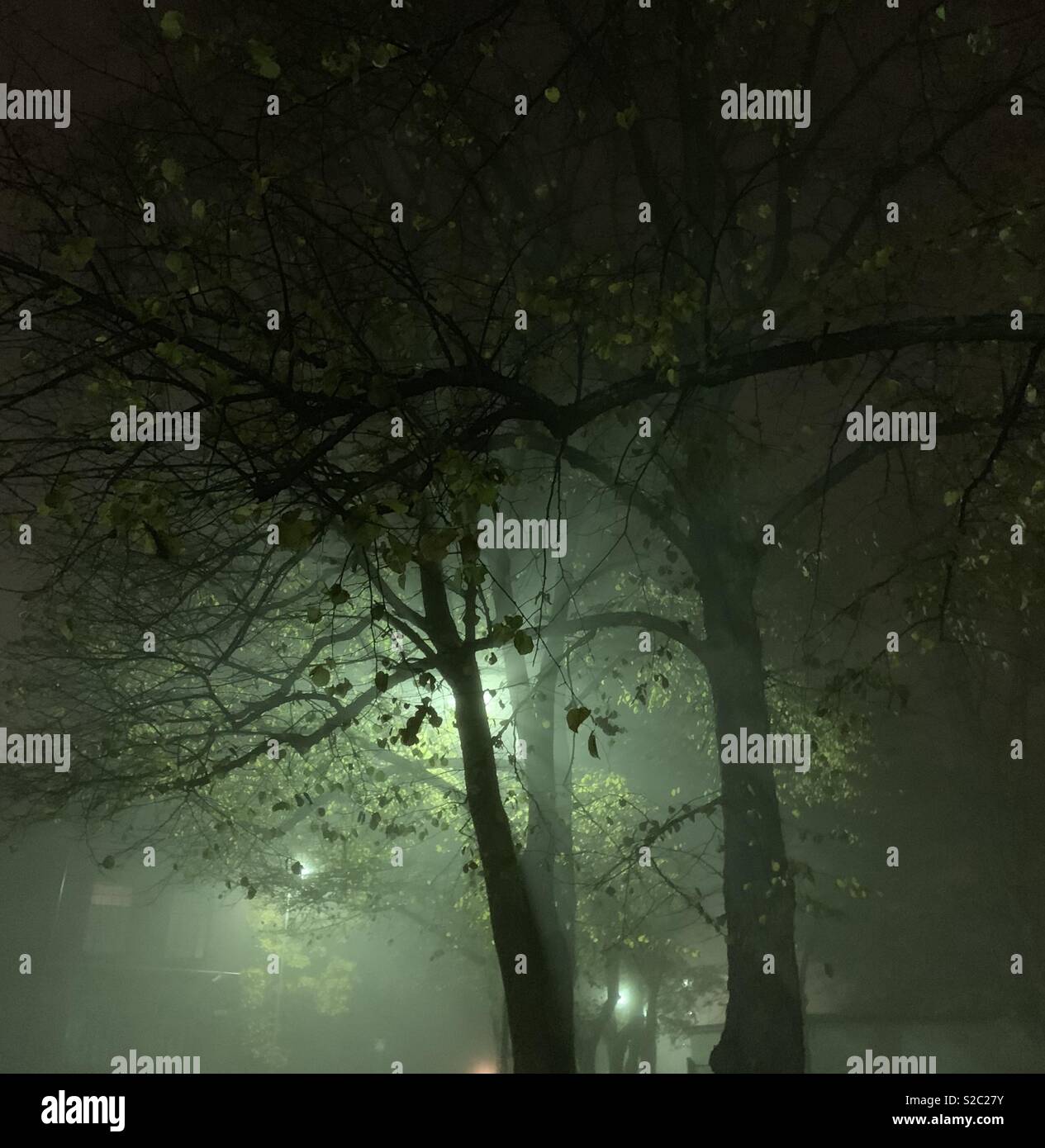 Fog trees spooky hi-res stock photography and images - Alamy