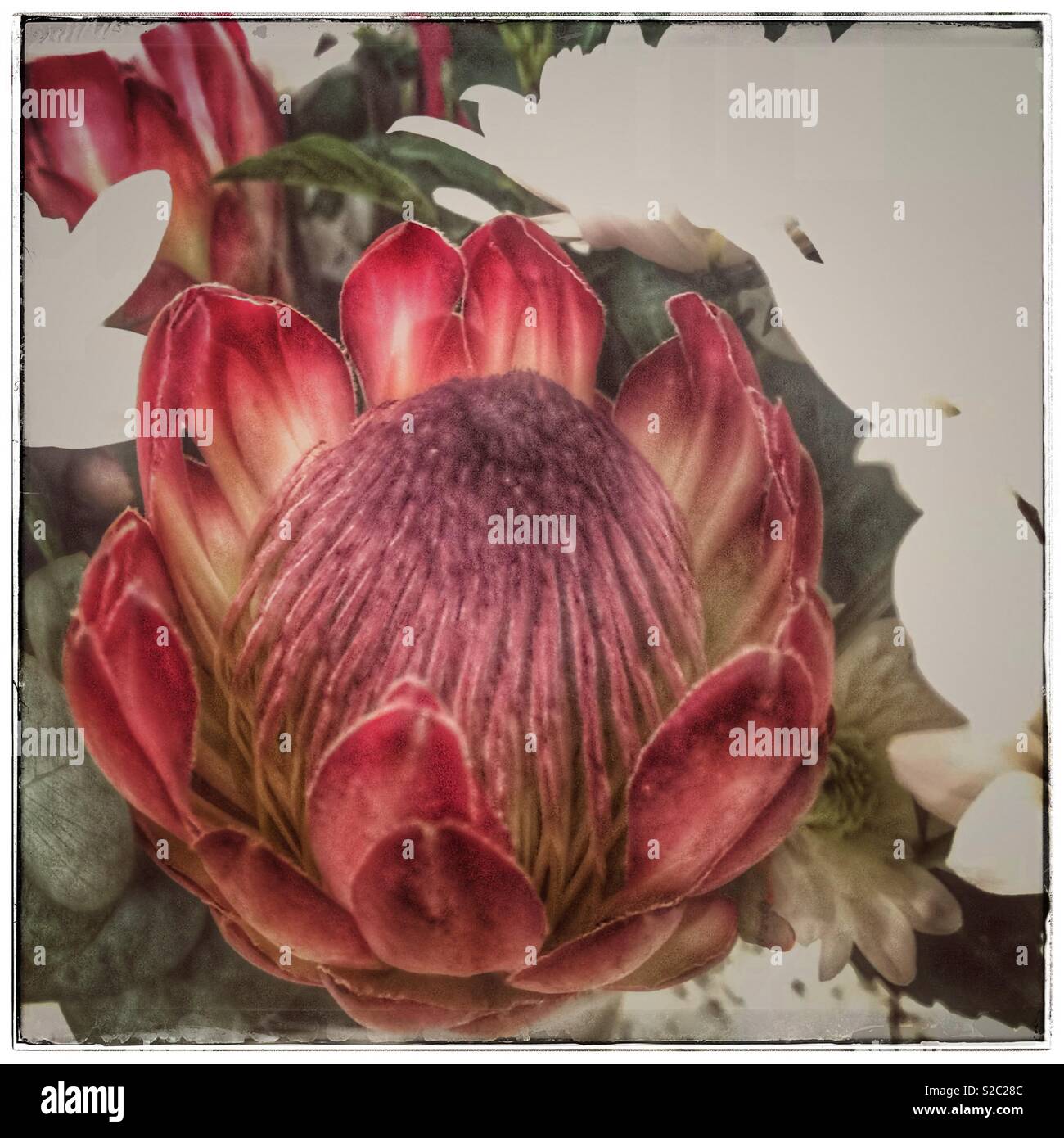 Red protea hi-res stock photography and images - Alamy