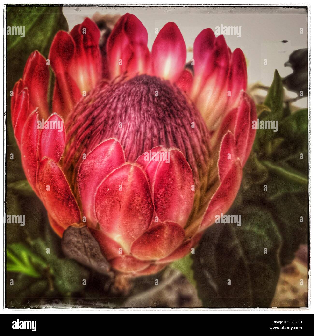 Red protea hi-res stock photography and images - Alamy