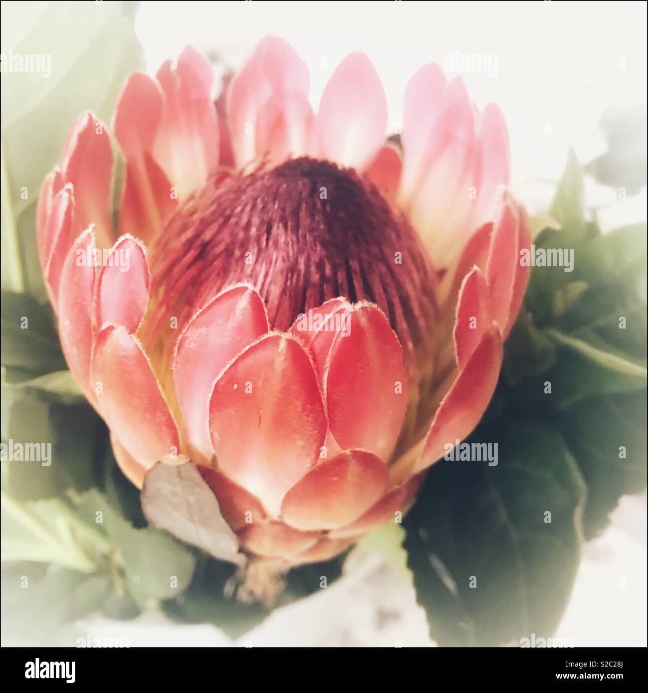 Red protea hi-res stock photography and images - Alamy