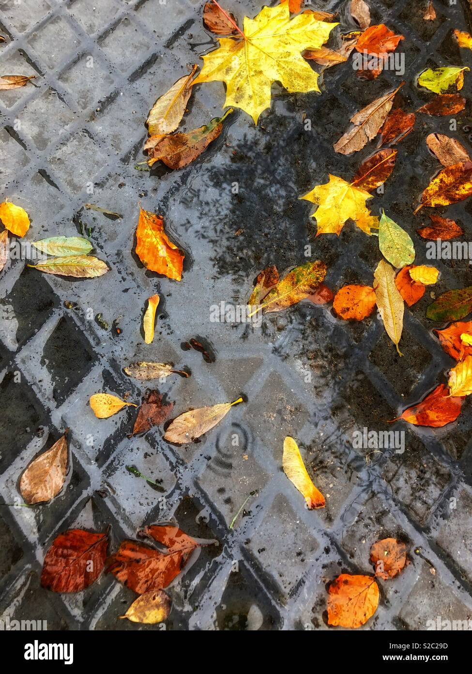 Autumn leaves in the rain lying in a puddle on an inspection cover ...