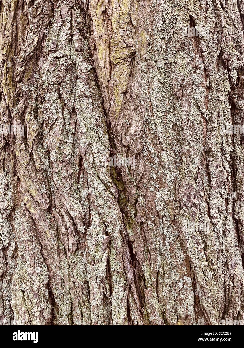 Weathered tree bark Stock Photo - Alamy