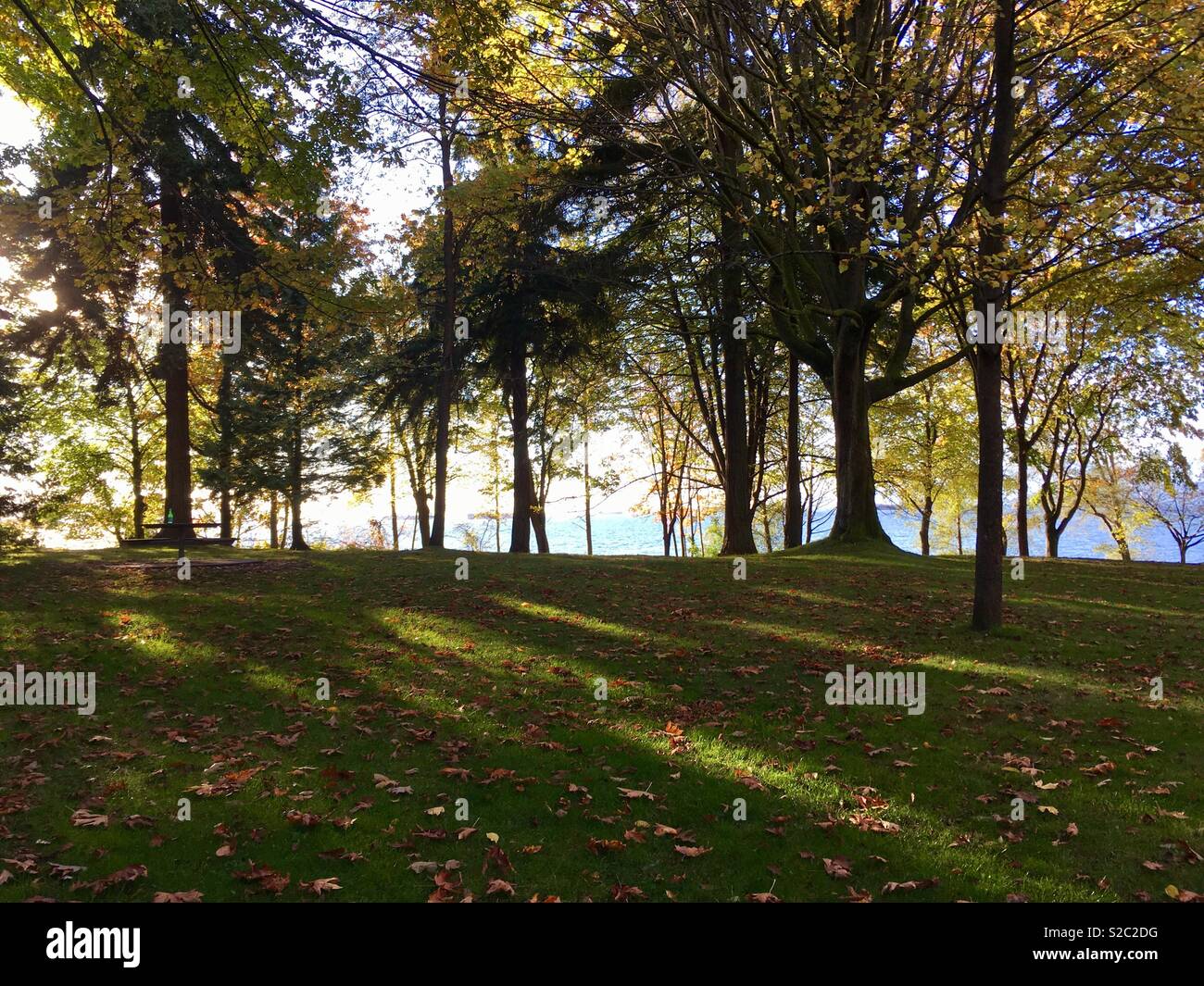 Ocean through trees hi-res stock photography and images - Alamy