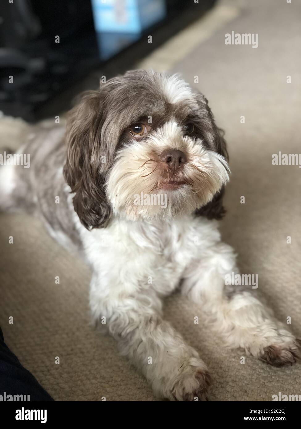 Buddy the dog Stock Photo - Alamy