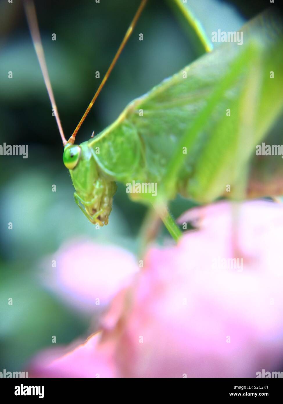 Grasshopper eyes hi-res stock photography and images - Alamy