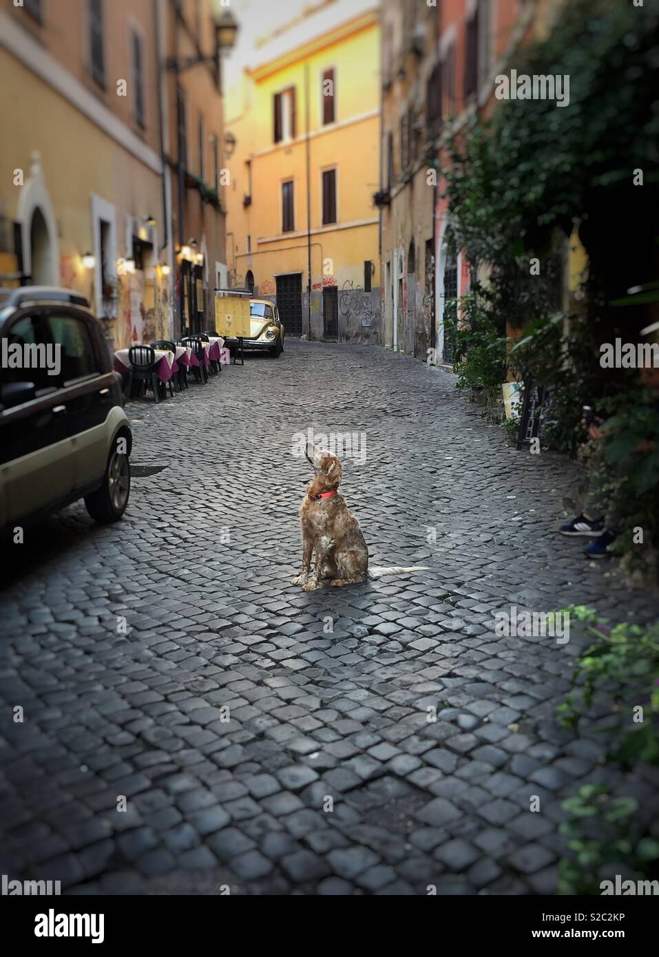 Street dog rome hi-res stock photography and images - Alamy
