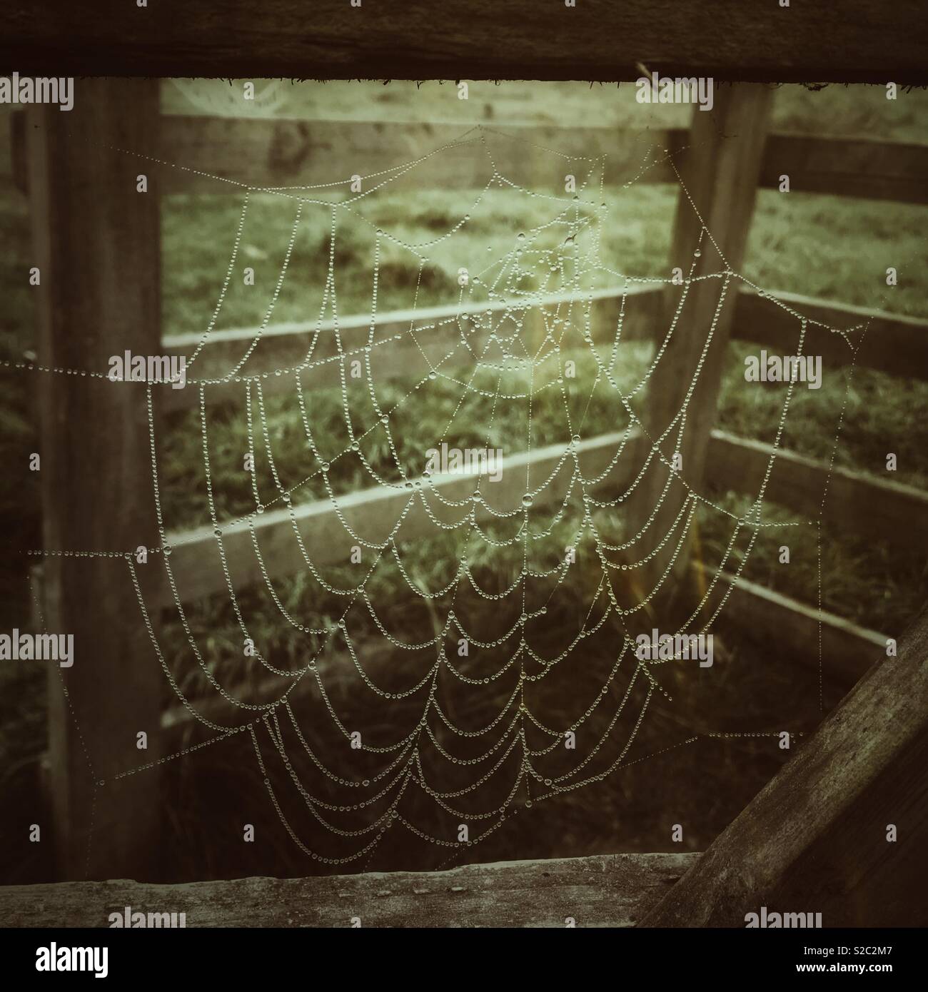 Spider web gate hi-res stock photography and images - Alamy