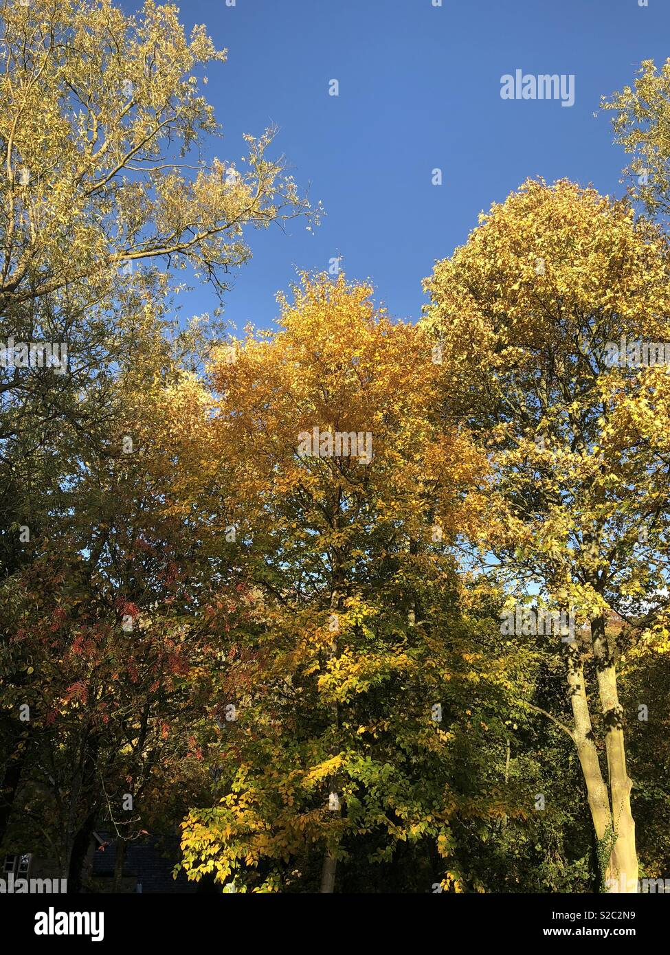 Autumn leaves in sunshine Stock Photo - Alamy