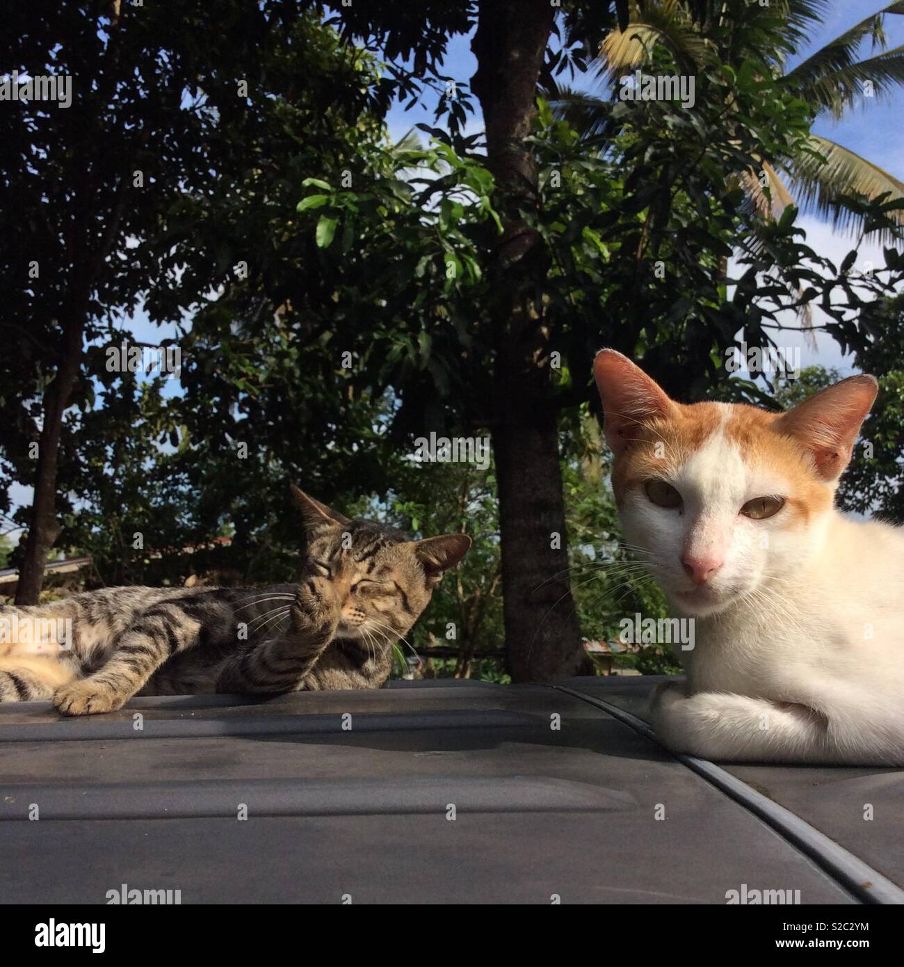 Nice cats hi-res stock photography and images - Alamy