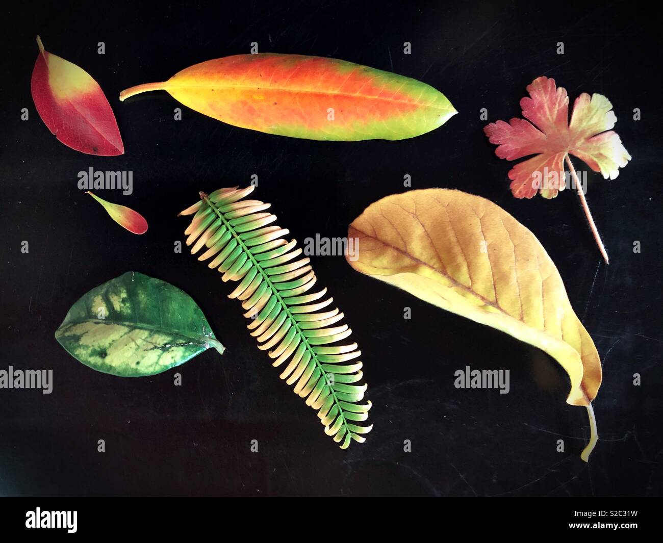 Changing colors hi-res stock photography and images - Alamy