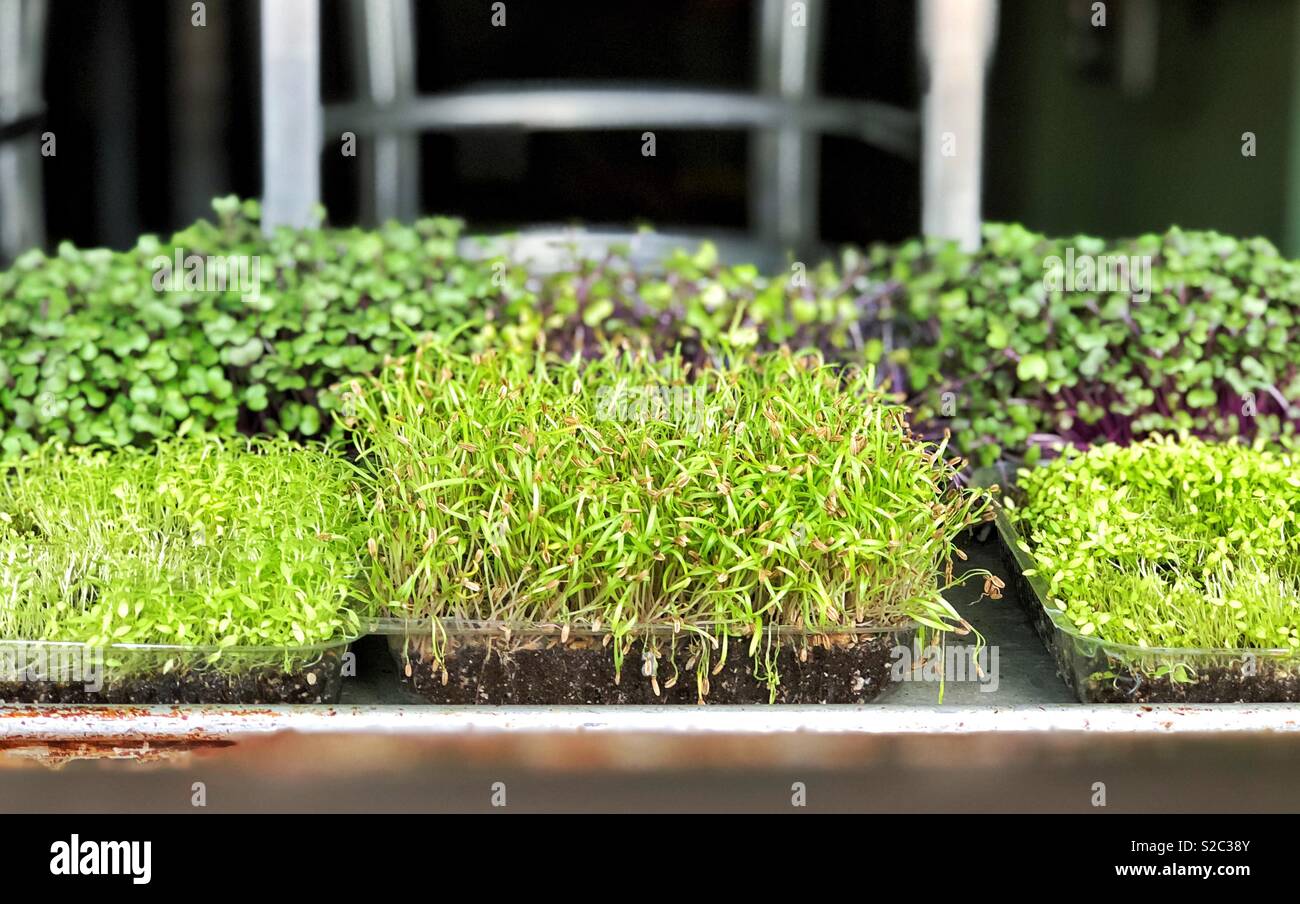 Microgreens hi-res stock photography and images - Alamy