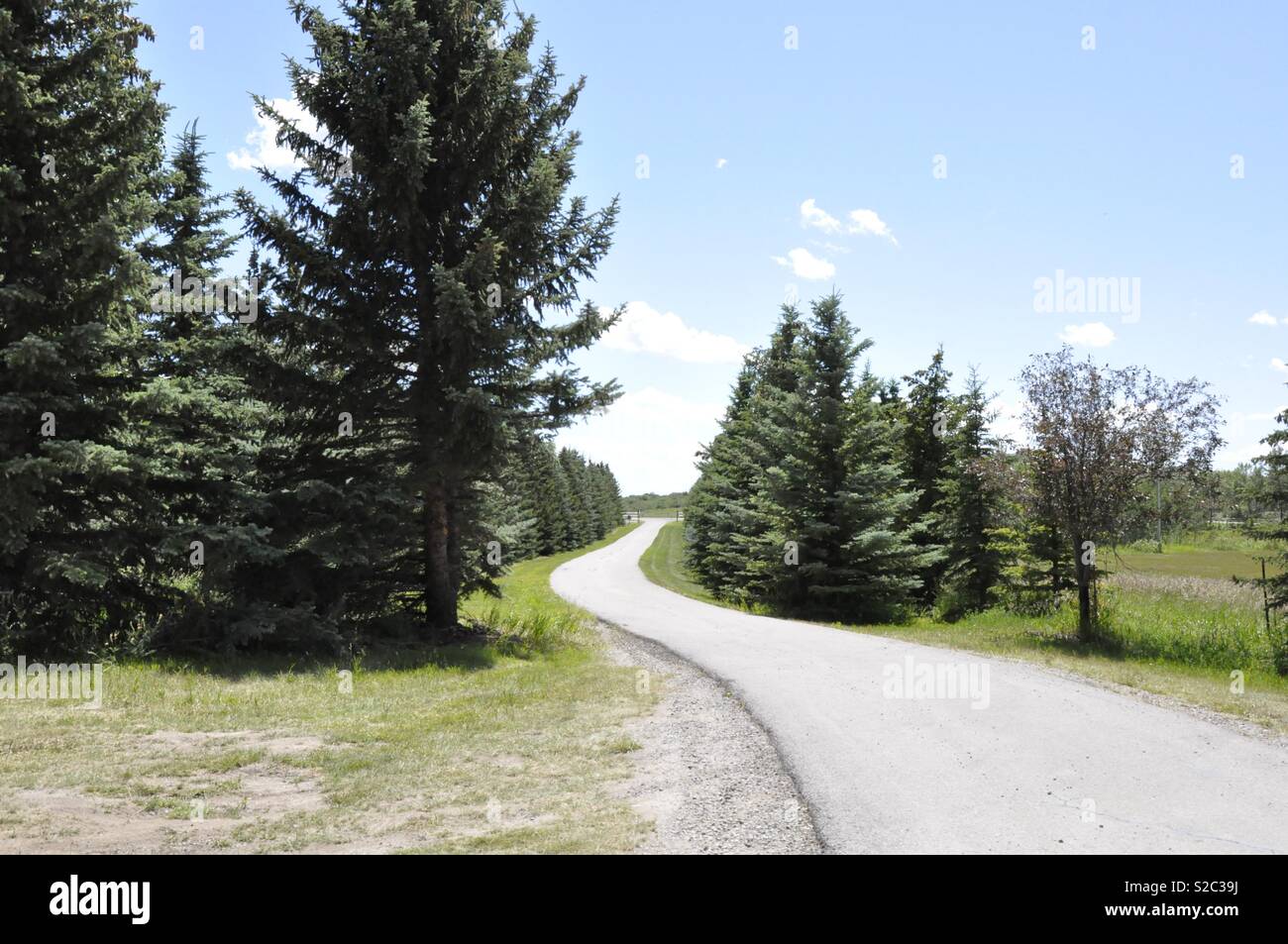 Winding tree lined driveway Stock Photo - Alamy
