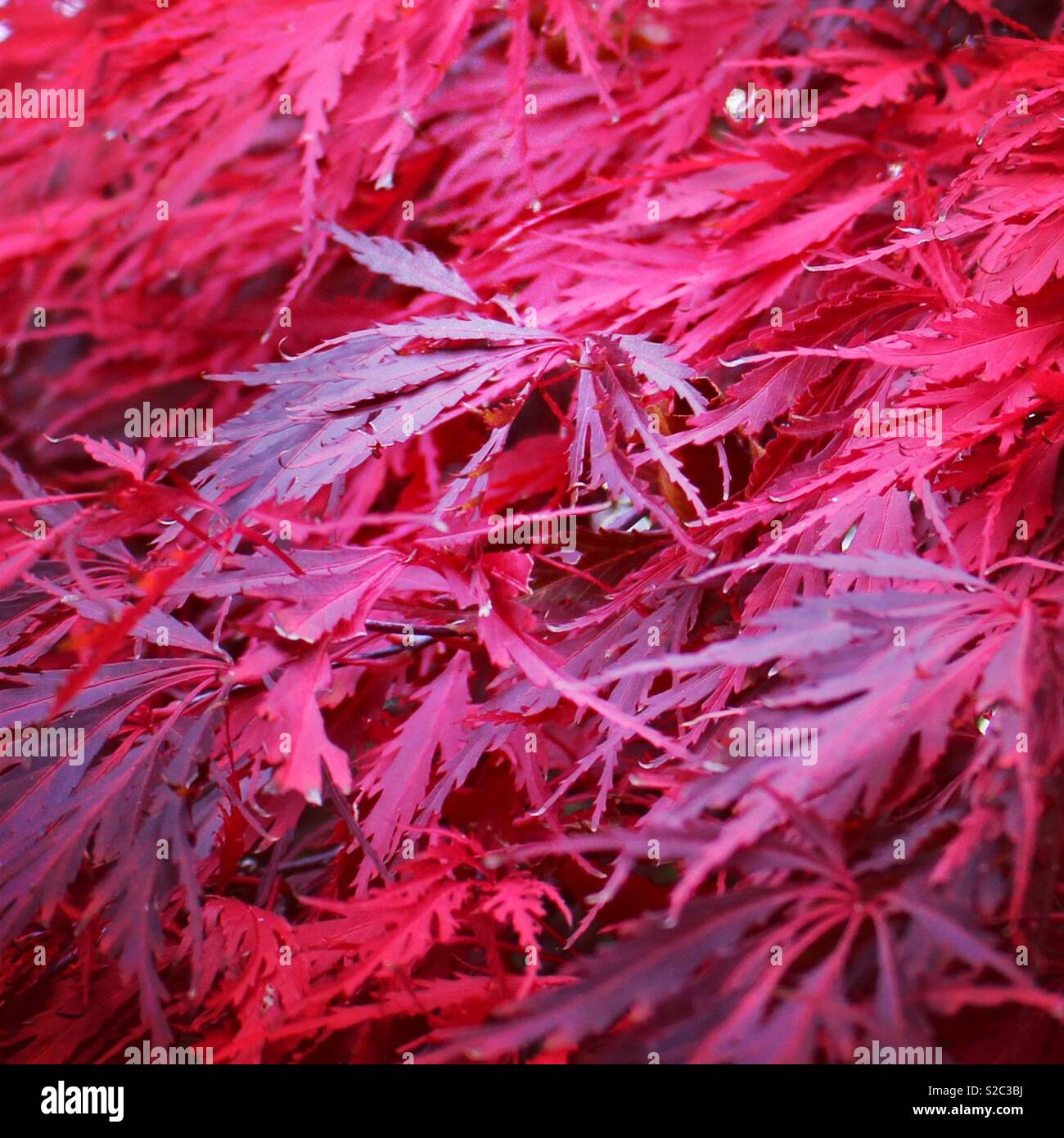 Acer tree leaves hi-res stock photography and images - Alamy