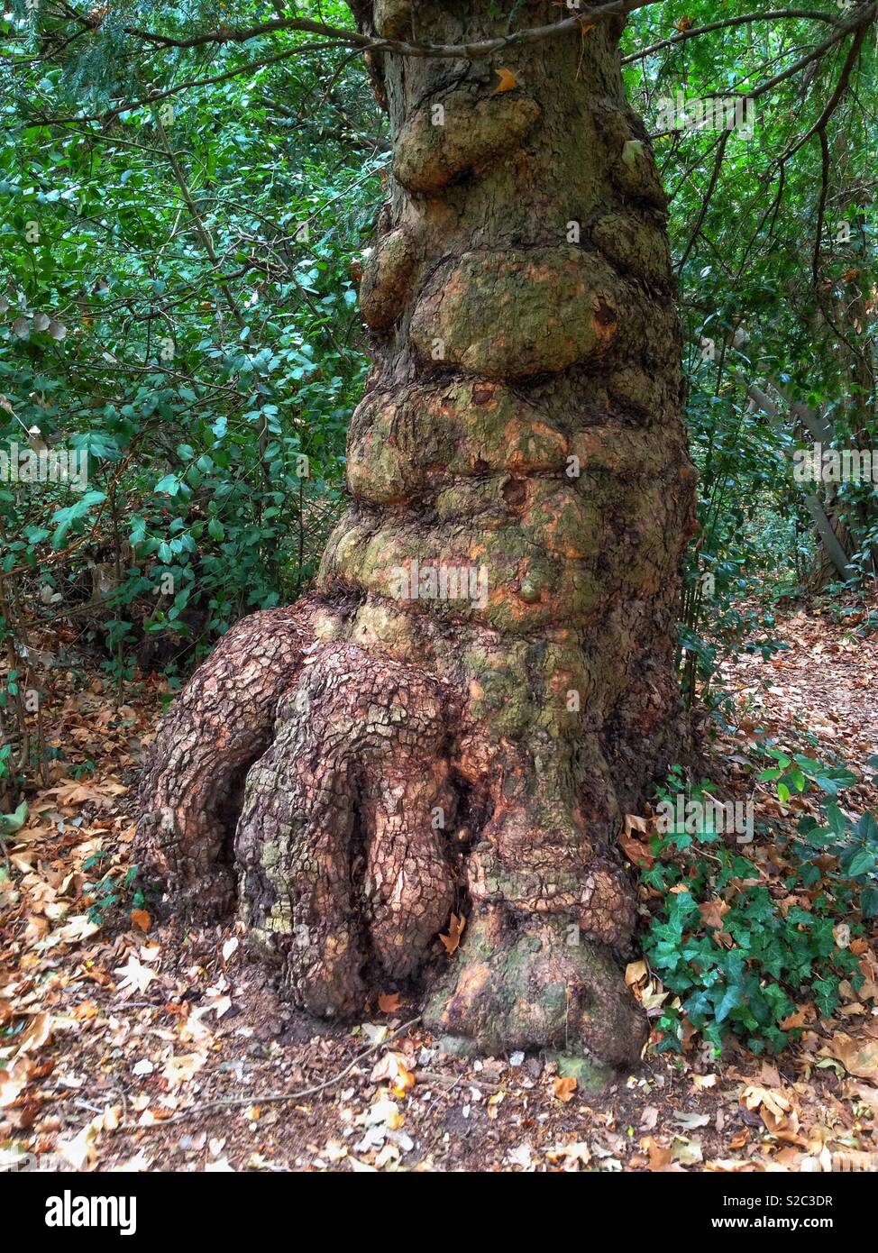 Wart on a tree trunk Stock Photo - Alamy