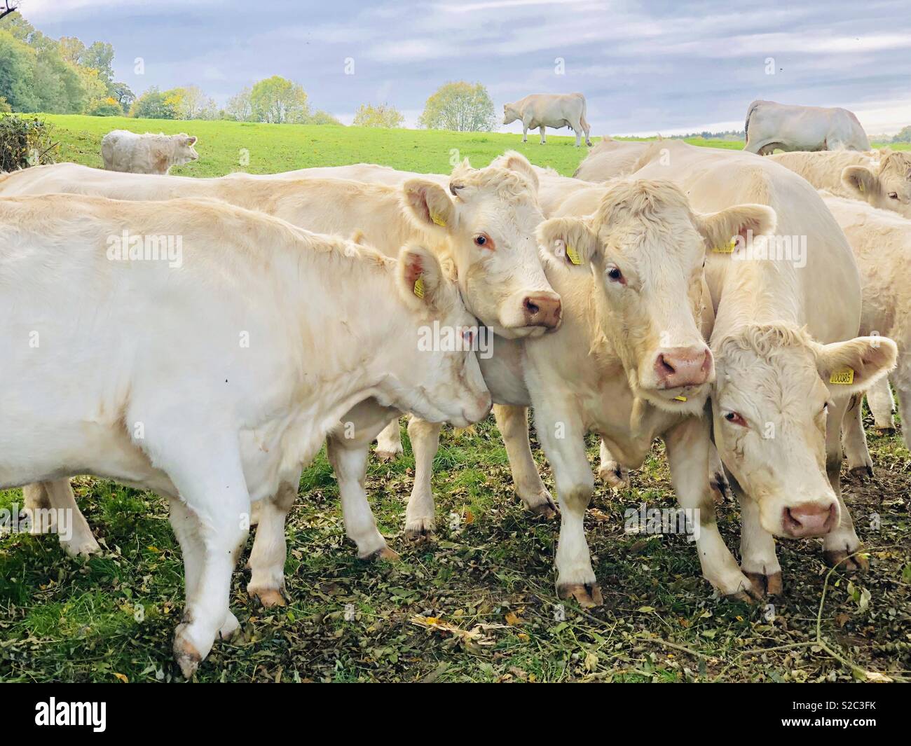 White cows hi-res stock photography and images - Alamy