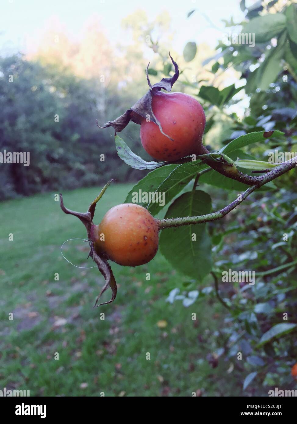 Medlar tree apples in Clissold Park, Stoke Newington, North London ...