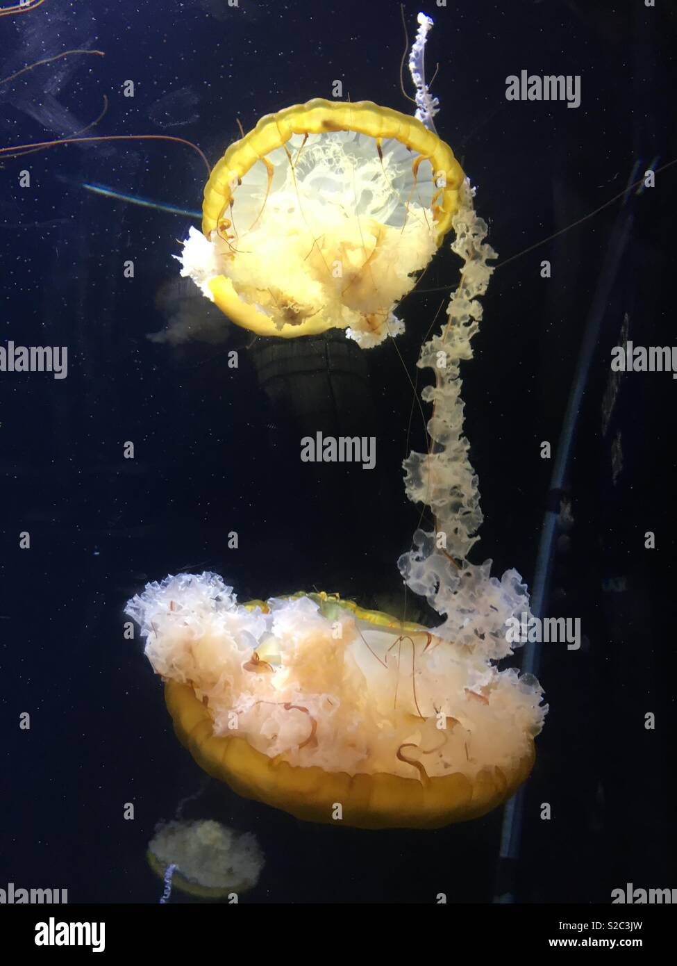 Yellow Jellyfish Stock Photos & Yellow Jellyfish Stock Images - Alamy
